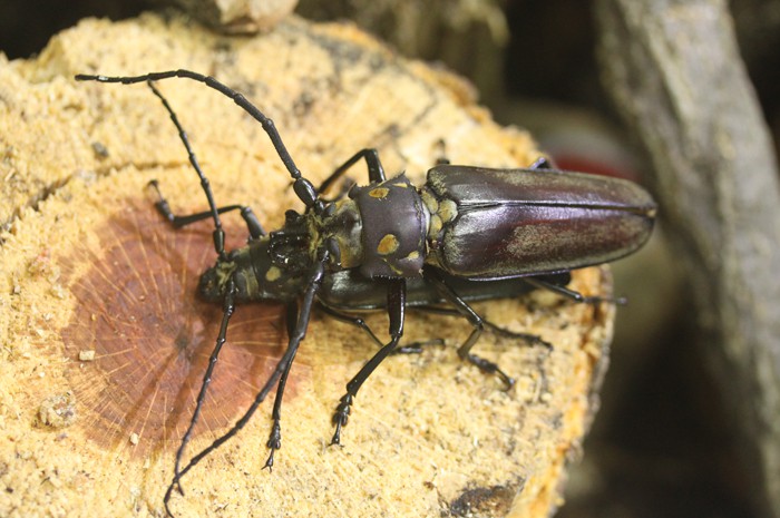 New breeding method revives longhorn beetle | Gangnam.com