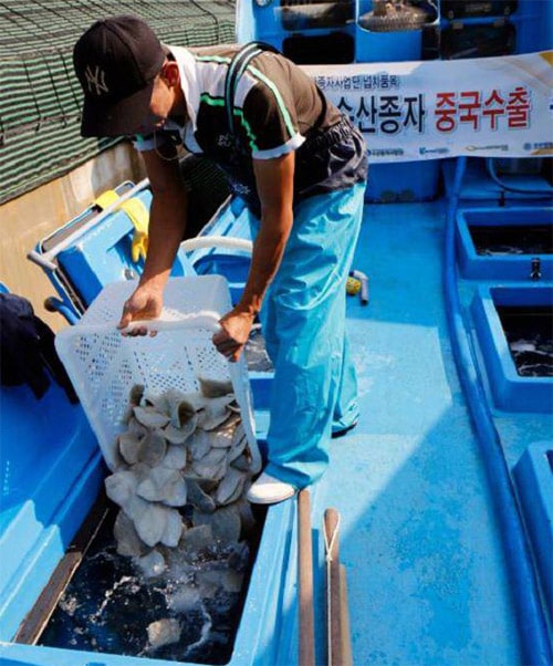 New variety of flatfish exported to China | Gangnam.com