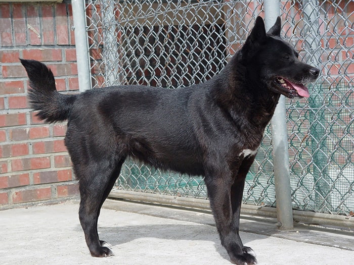 Researchers explore Korean dog DNA | Gangnam.com