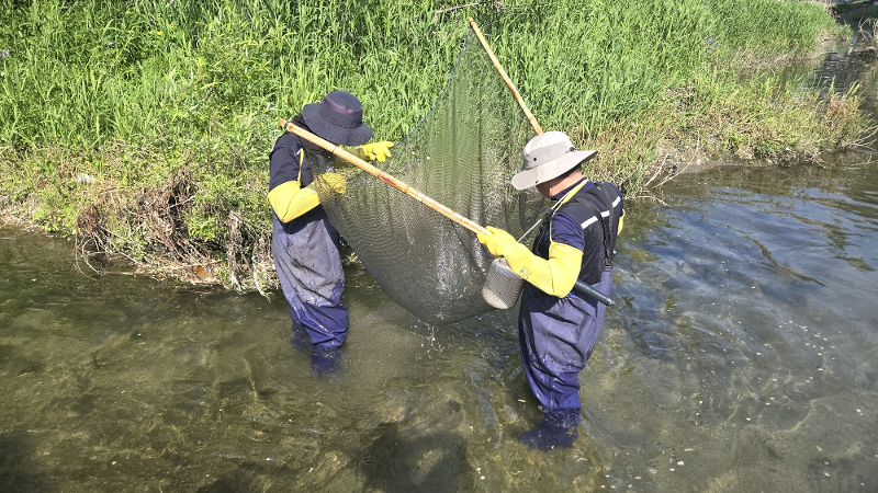 Freshwater fish in Seoul stream attests to water quality | Gangnam.com